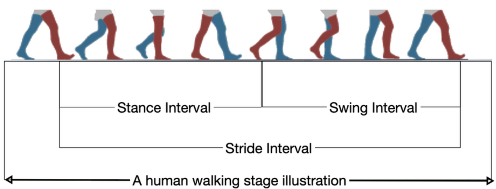 Gait Asymmetry Analysis